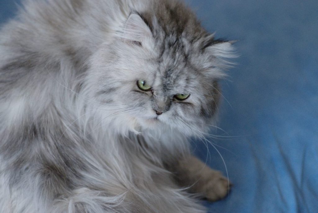 Chat Persan : Origine, caractère, physique, prix et santé